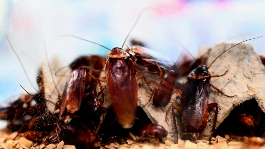 Massive Cockroach Invasion Trick Or Treating Called Off In Michigan